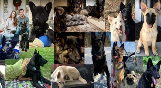 Animal Rescue & K9 Charities (ARK)