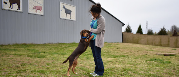 Memphis Animal Services (MAS)